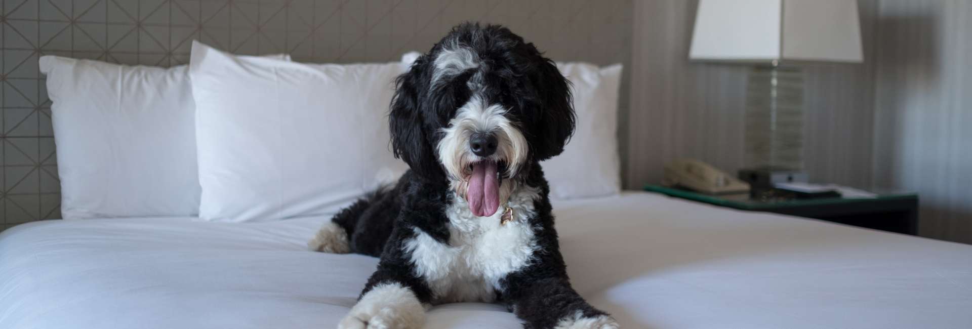 Dog-Friendly Hotels in Southern California – Travel Curator
