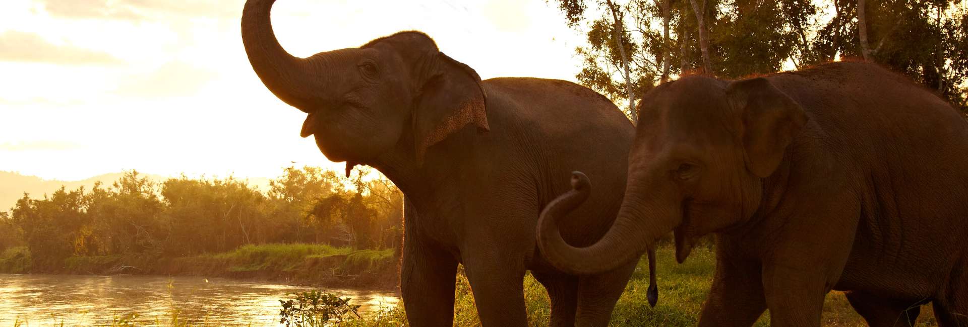 The Best Wildlife in Asia – Travel Curator