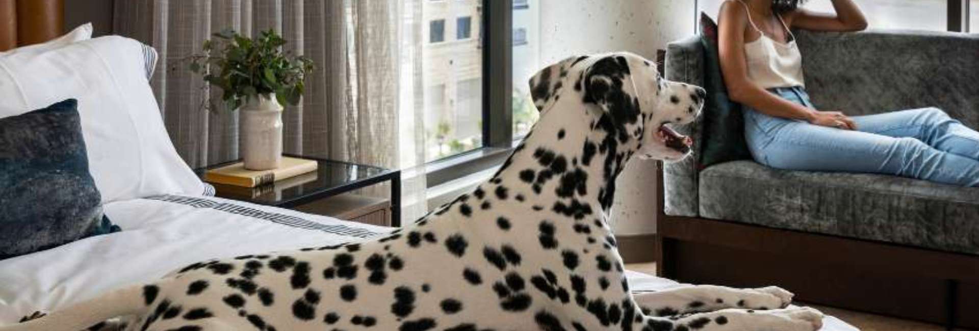 Dog-Friendly Hotels in Savannah, GA – Travel Curator