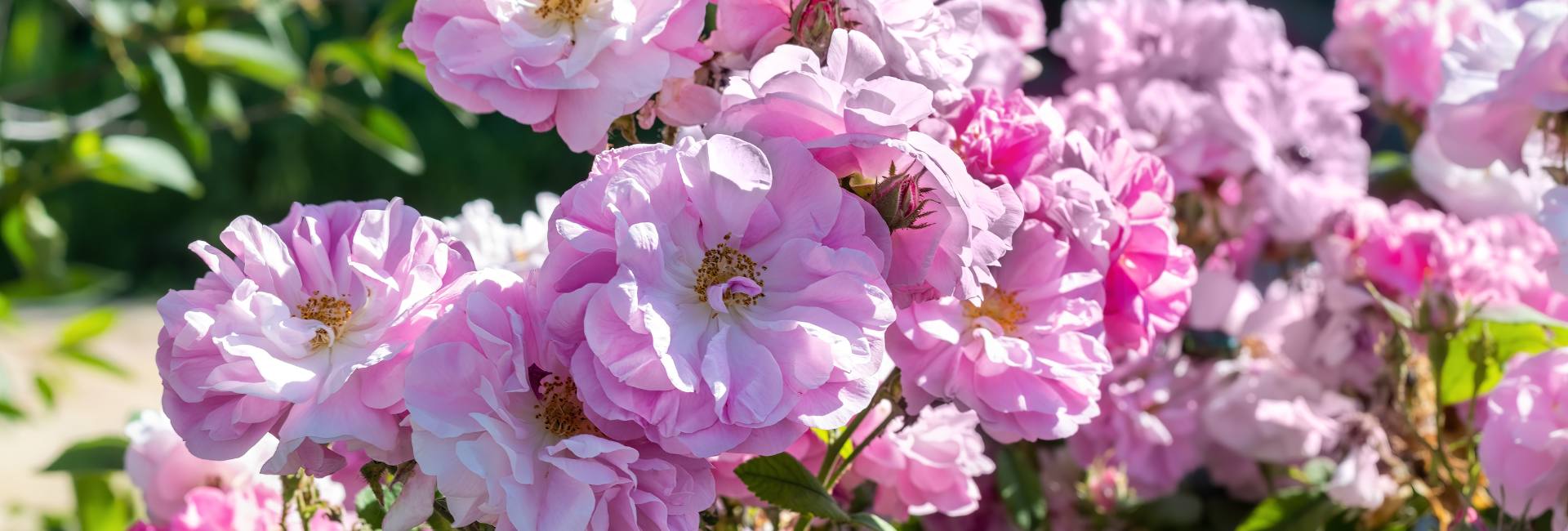 Visiting Rose Valley For the Bulgaria Damask Rose – Travel Curator