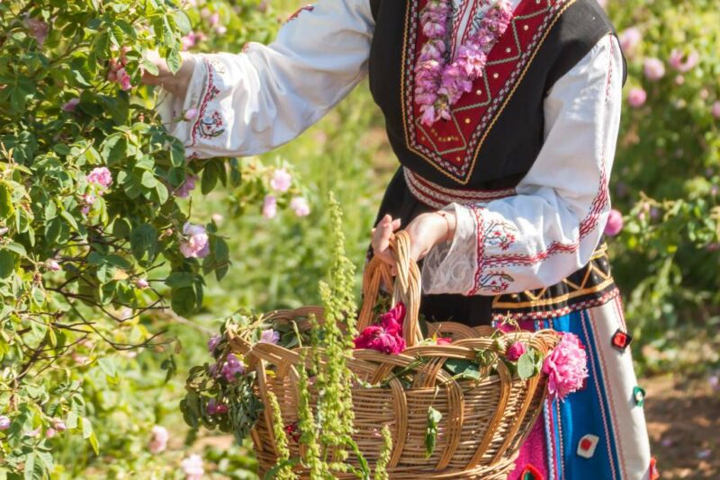 Visiting Rose Valley For the Bulgaria Damask Rose – Travel Curator