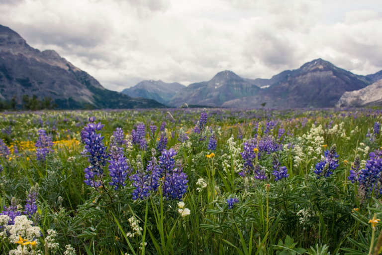 Here’s When and Where to See the Super Blooms Around the World – Travel ...